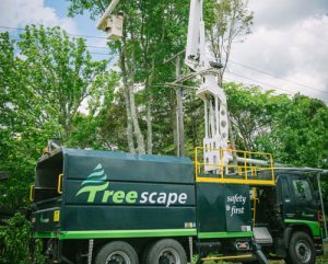 Offering trusted arborist services NZ wide - Treescape