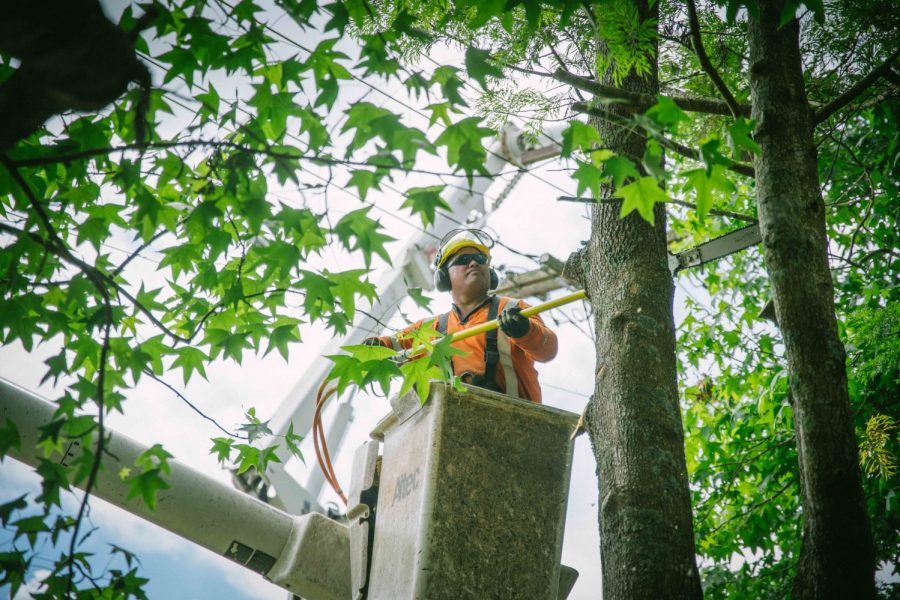 UK Recruitment - Treescape