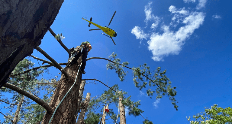 Removing pine trees with the help of a helicopter - Treescape