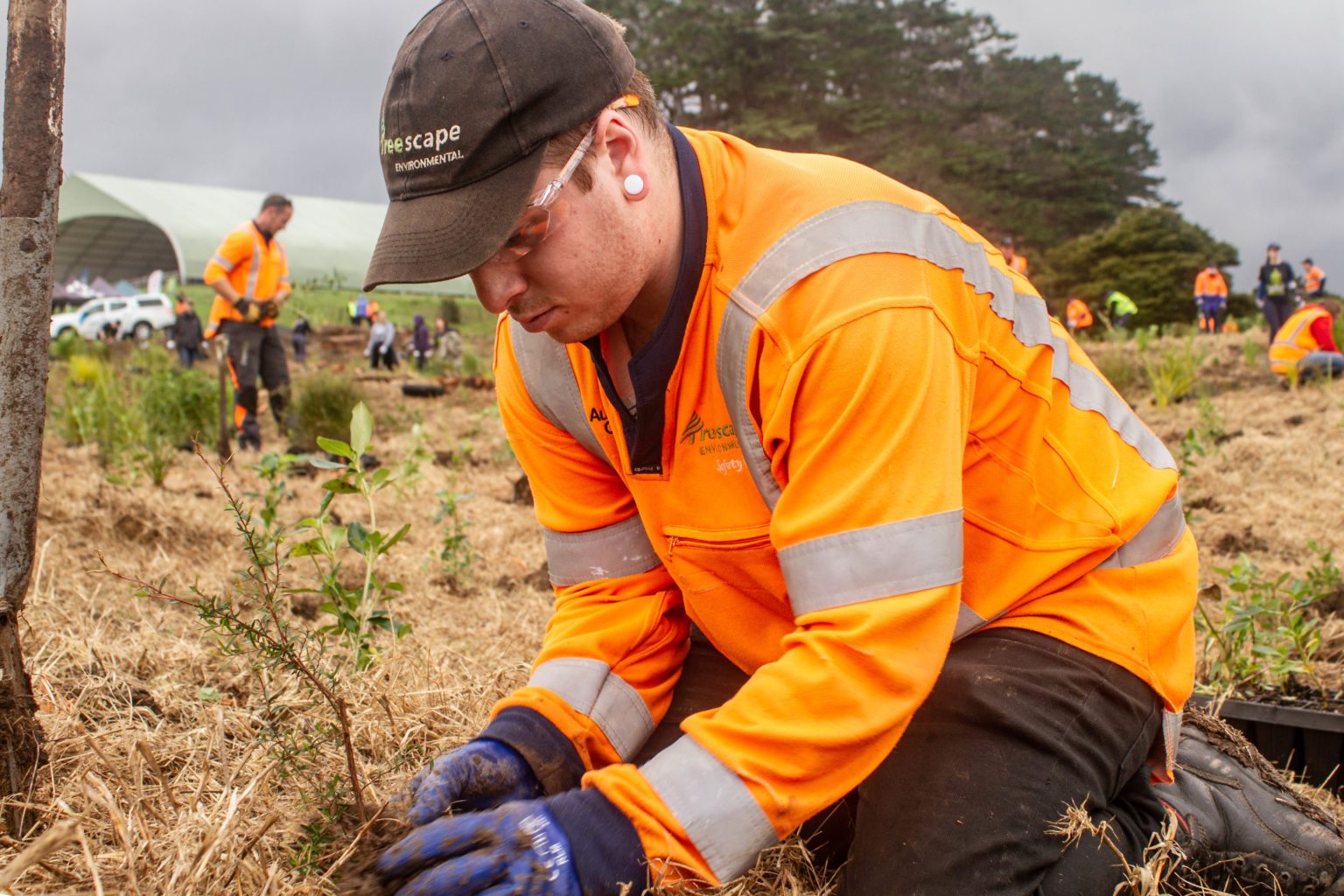 Kiwi gardens - tree planting guide & maintenance tips - Treescape