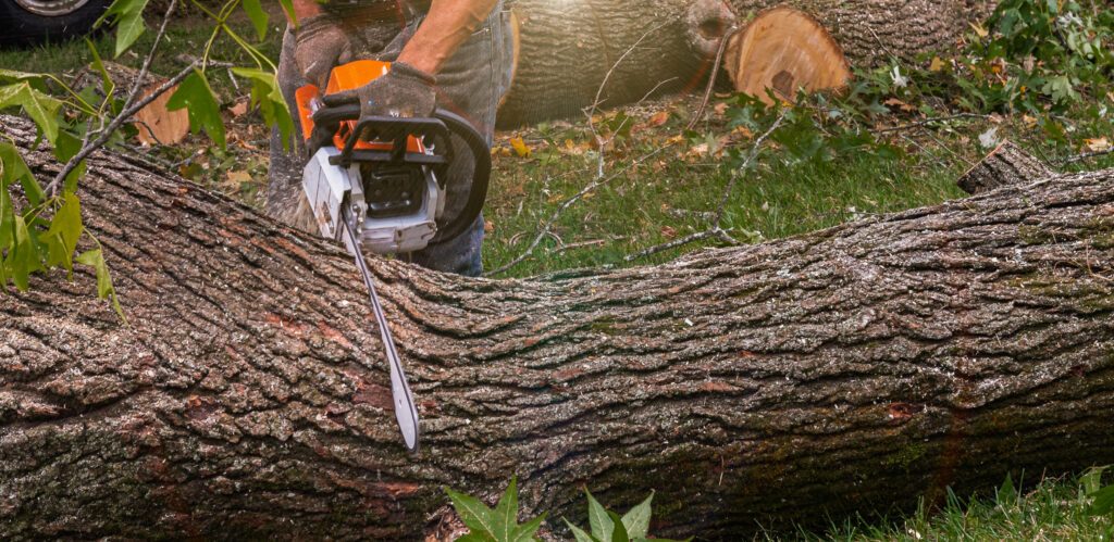 Looking for tree removal or tree trimming in Wellington? Start here ...