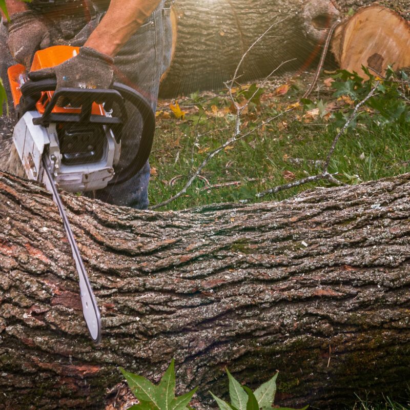 Auckland Council Archives - Treescape